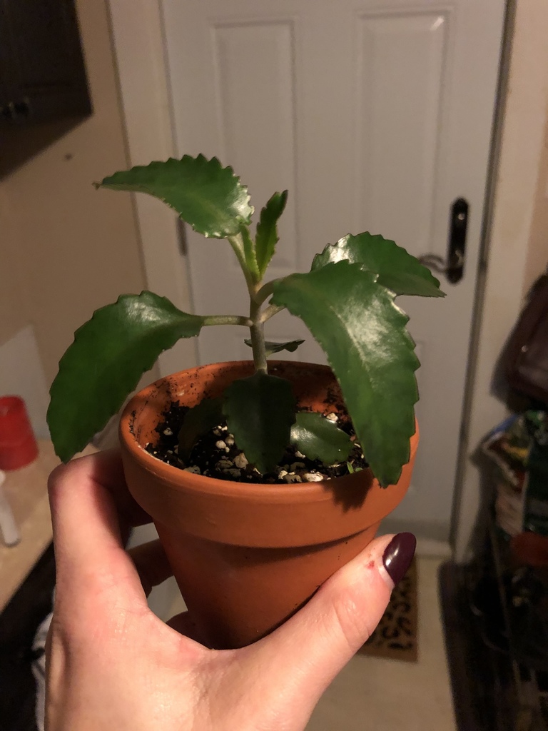 Alligator Plant from Barrington St, Halifax, NS, CA on October 29, 2019 ...