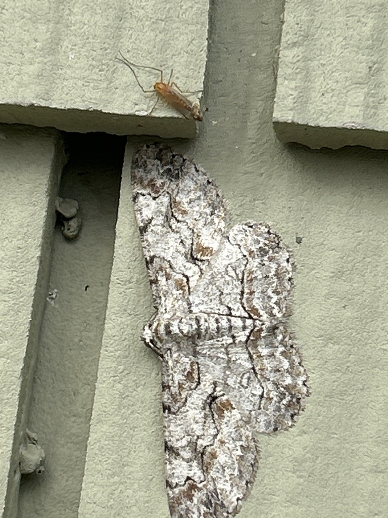 Brown-shaded Gray from Alpha Ridge Park, Marriottsville, MD, US on ...