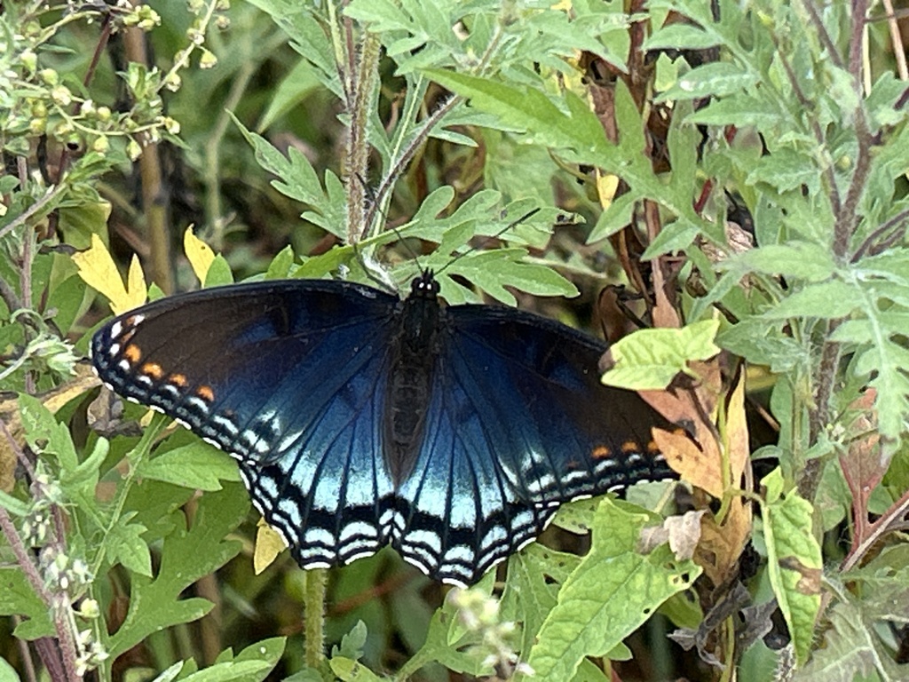 Red-spotted Purple from Alpha Ridge Park, Marriottsville, MD, US on ...