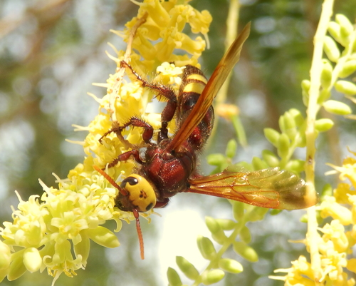 Scolia flaviceps · iNaturalist