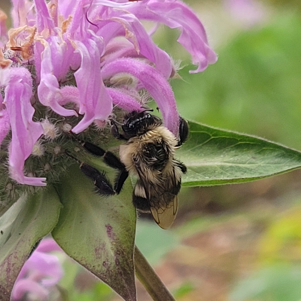 Common Eastern Bumble Bee from UWSP Mcch, Stevens Point, WI 54481, USA ...