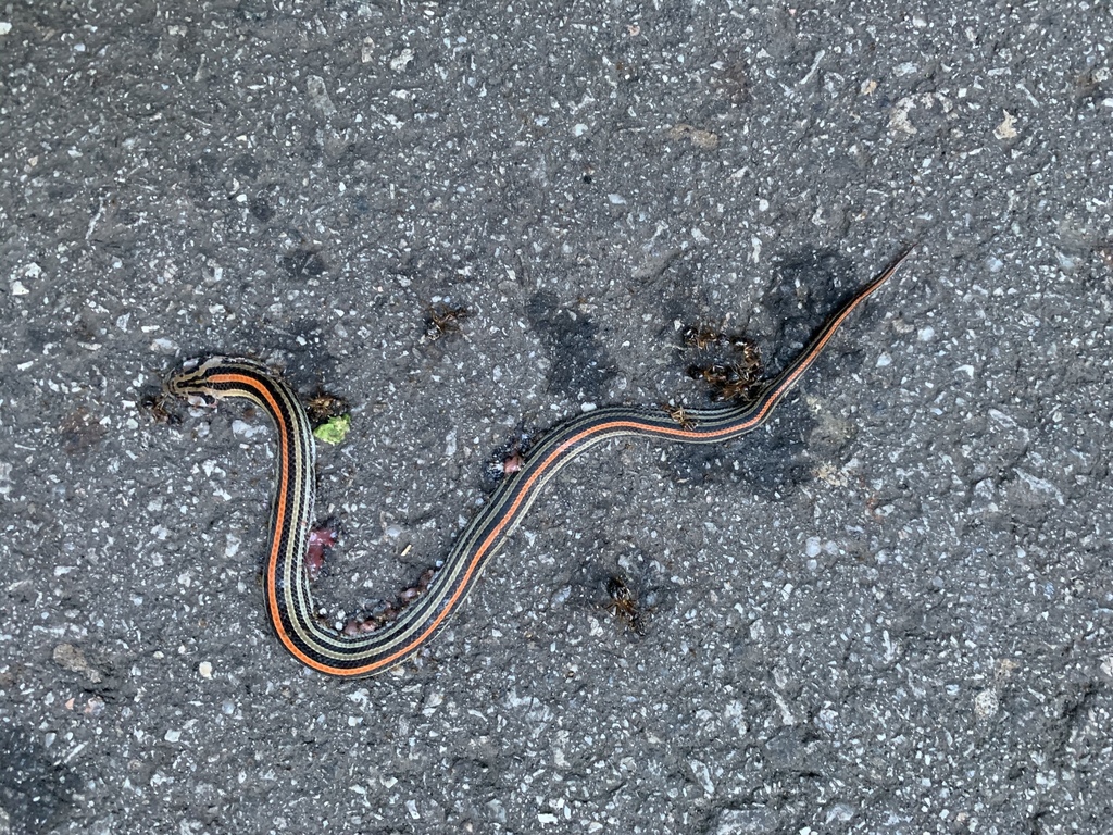 (Eight-) Striped Kukri Snake from Ridley Park, Tanglin, Singapore, SG ...