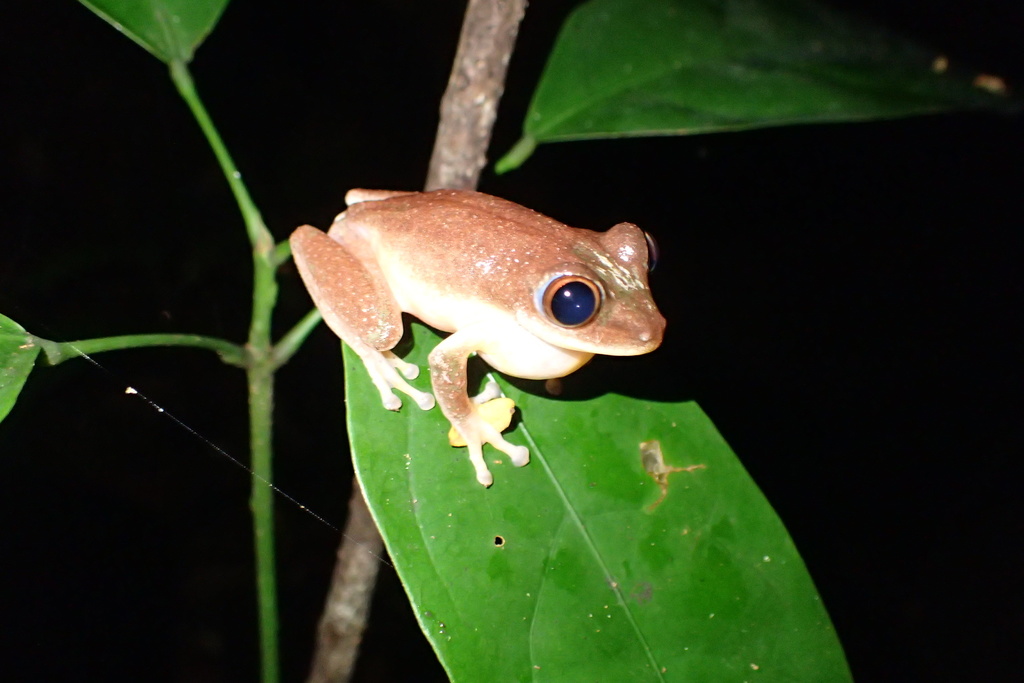Seychelles Tree Frog from Port Glaud, Seychelles on September 15, 2017 ...