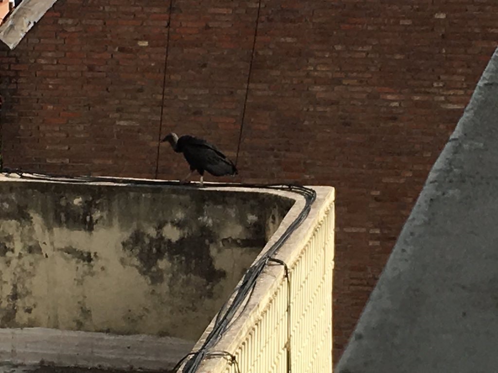 Black Vulture from Río Chico, Río Chico, Santa Cruz, AR on November 19 ...