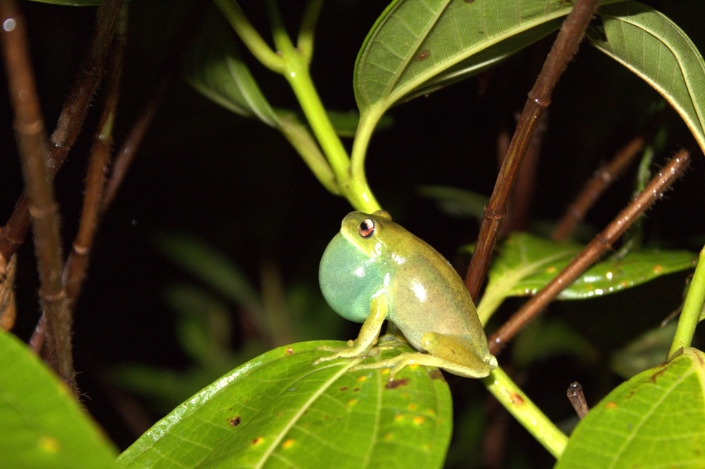 São Bento Canebrake Tree Frog from Cocalzinho de Goiás, GO, BR on ...