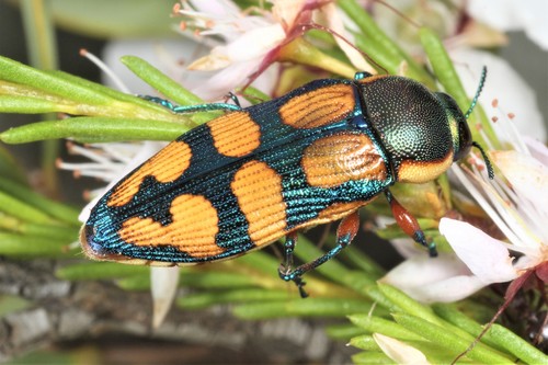 Castiarina argillacea · iNaturalist