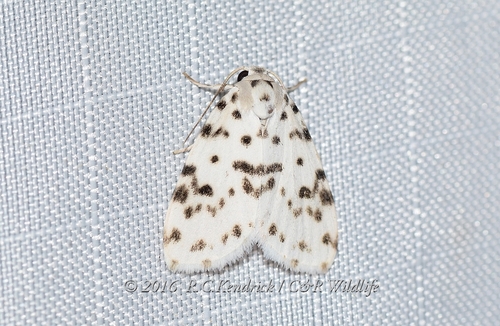 Aemene clarimaculata · iNaturalist United Kingdom