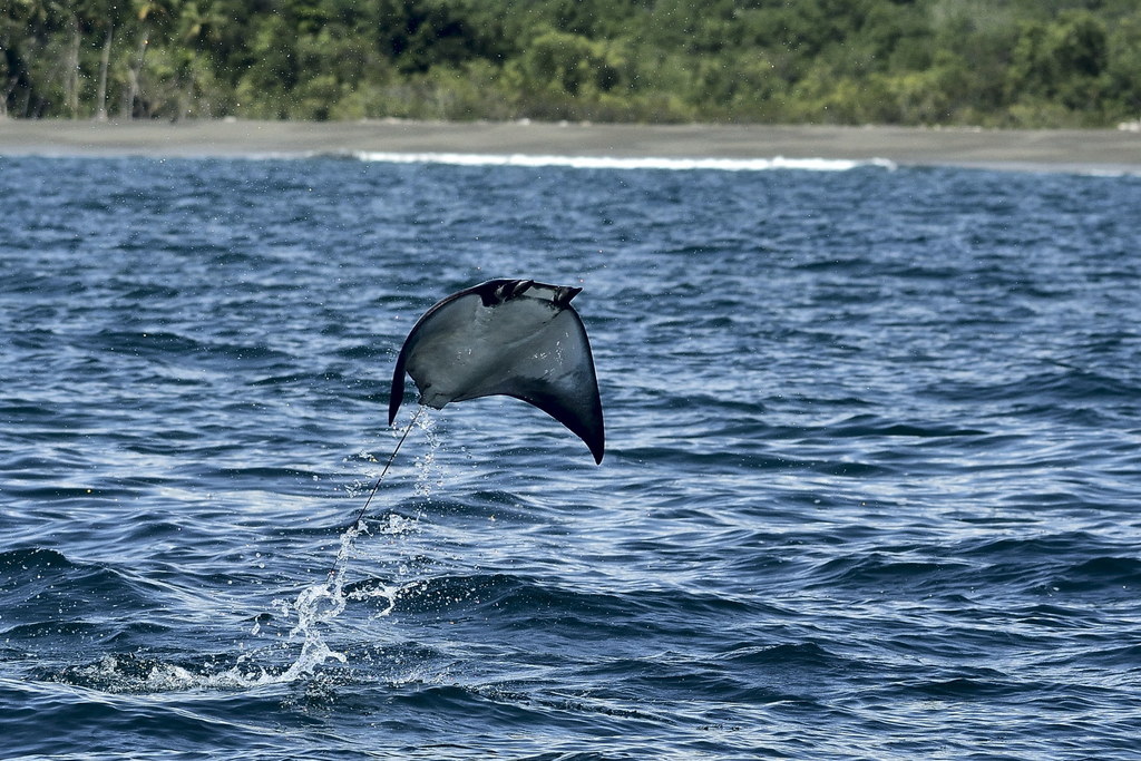 Munk's Pygmy Devil Ray in March 2018 by Siegfried Baesler. Mobula munkiana · iNaturalist