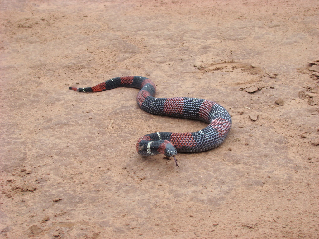 Banded Hognose Snake from General Güemes Department, Chaco Province ...