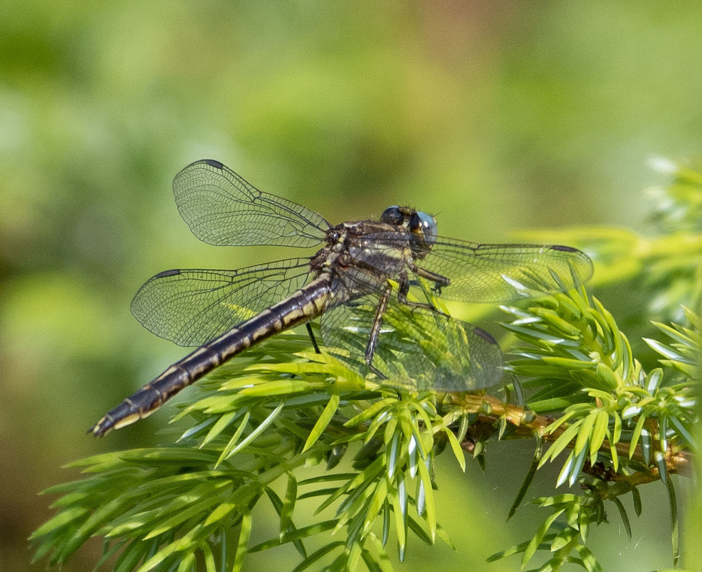 Dusky Clubtail from Carp - Hardwood Plains, Ottawa, ON, Canada on June ...