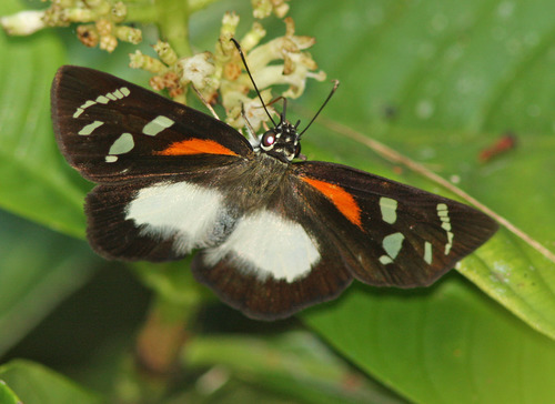 Entheus gentius · iNaturalist