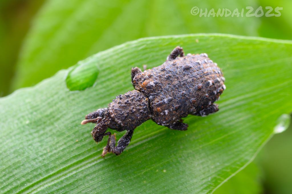 Niphades tubericollis from 溧阳市, 常州市, 江苏省, CN on May 10, 2025 at 02:33 ...