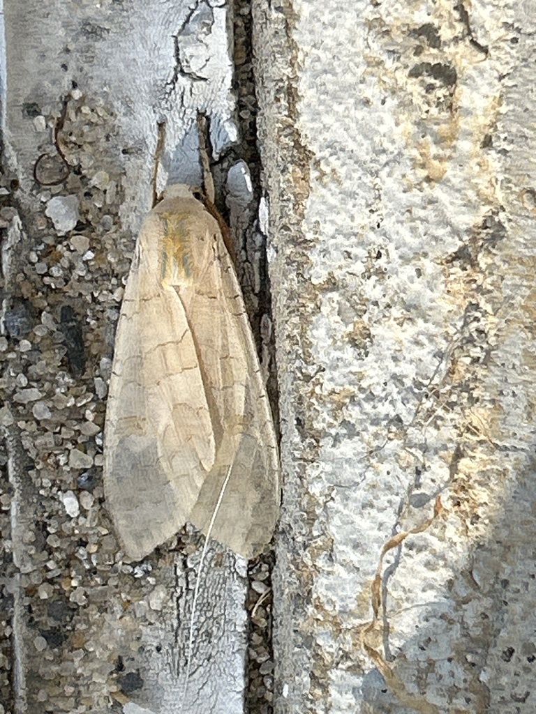 Halysidota from Alpha Ridge Park, Marriottsville, MD, US on September ...