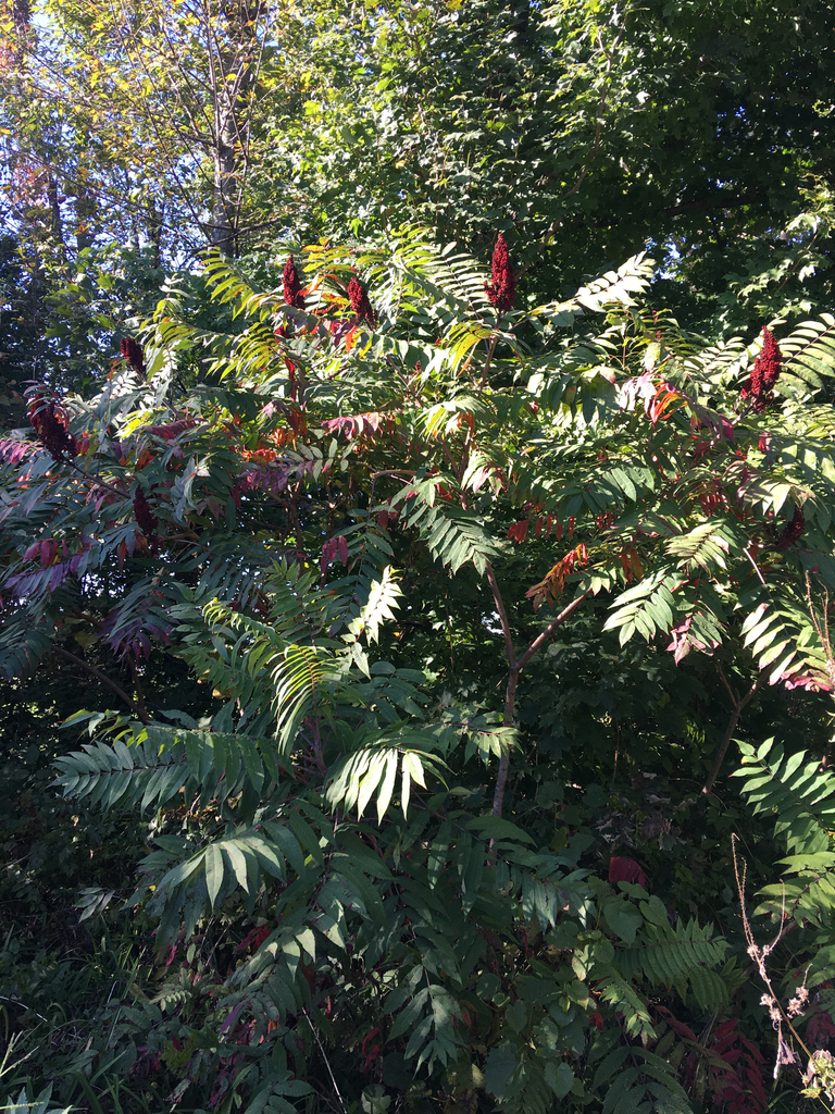 smooth sumac from 7001–7999 Billville Rd, Brazil, IN, US on October 8 ...