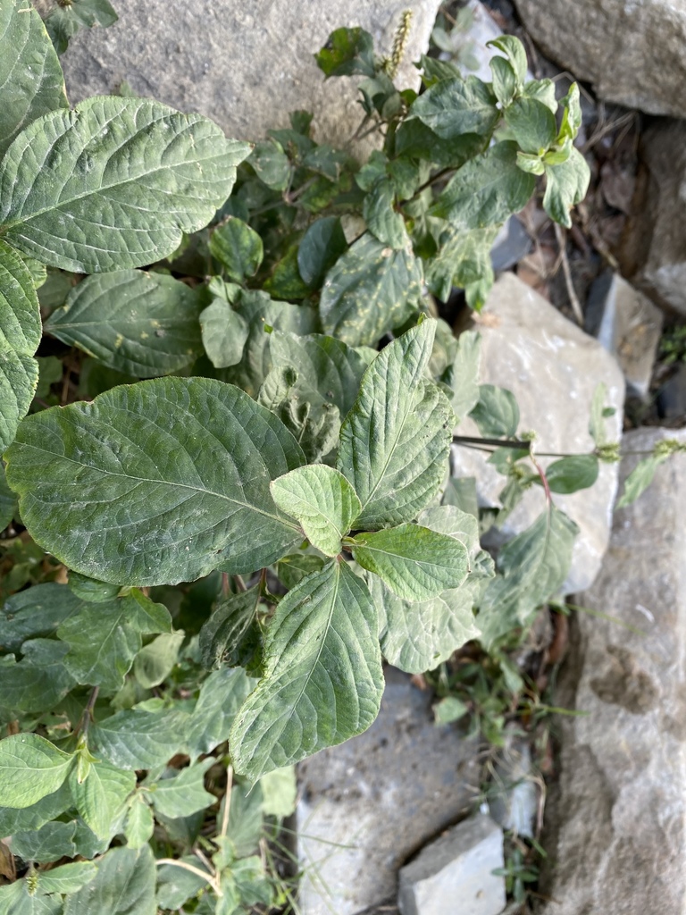 Ox Knee from Luzhizhen Baosheng Community Residents' Committee Nei ...