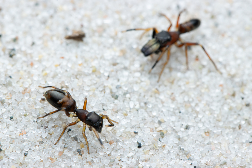 Myrmarachne formicaria from Borre, Danmark on May 7, 2024 at 12:15 PM ...