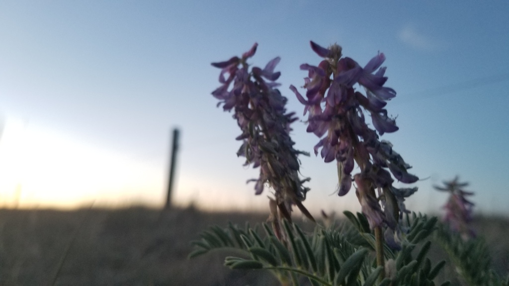 Two-grooved Milkvetch from Division No. 2, AB, Canada on June 12, 2019 ...