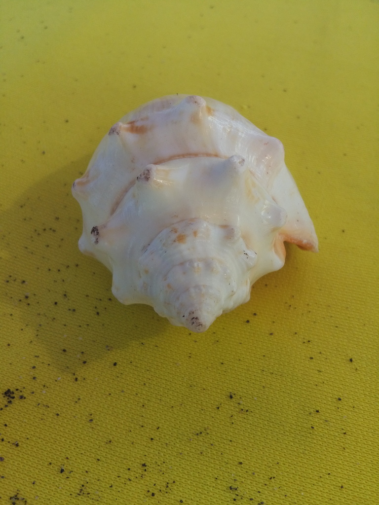 Eastern Pacific fighting conch from tecoman on November 27, 2016 at 10: ...