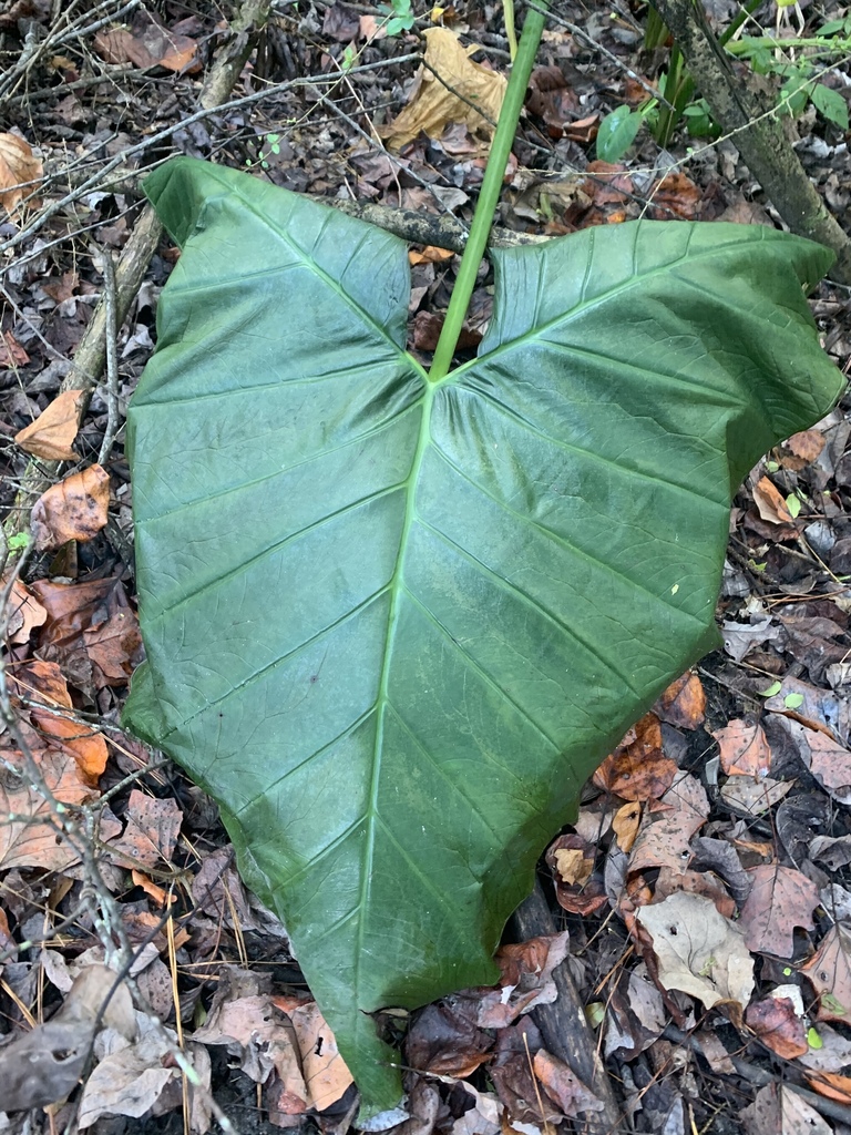 Arrowleaf Elephant's Ear from Vixen Ct, Dothan, AL, US on November 17 ...