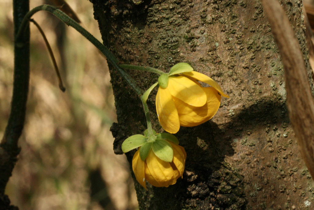 Senna mollissima from Vilcabamba, Ecuador on September 29, 2007 at 03: ...