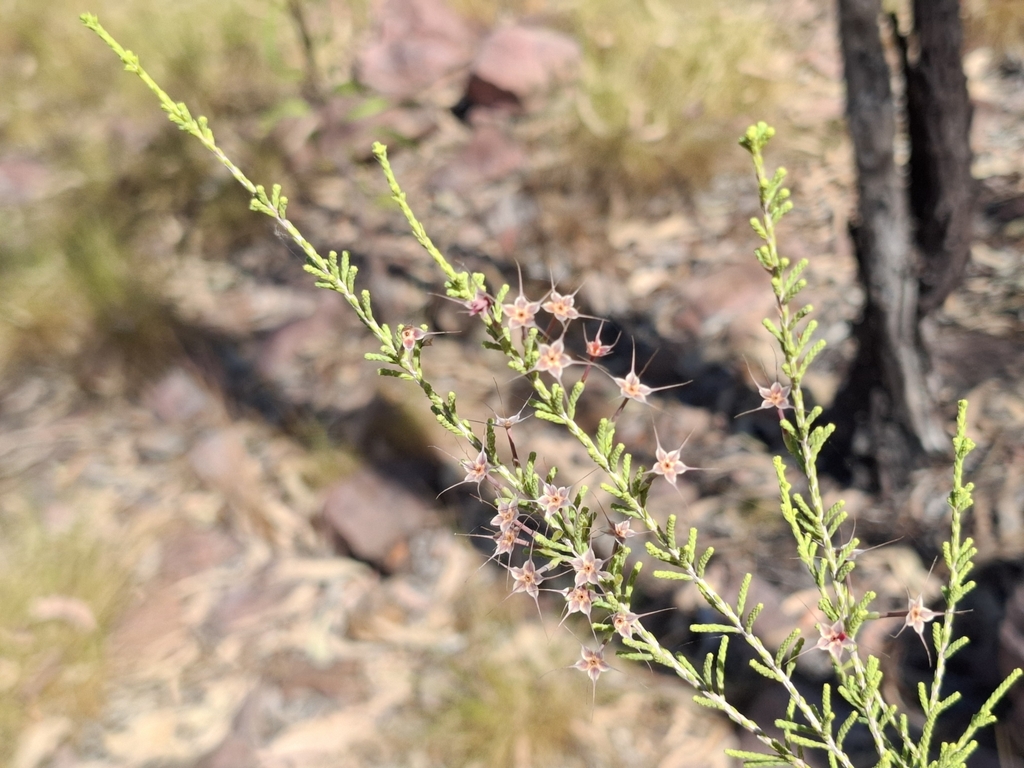 Turkey Bush from Douglas-Daly NT 0822, Australia on September 14, 2025 ...