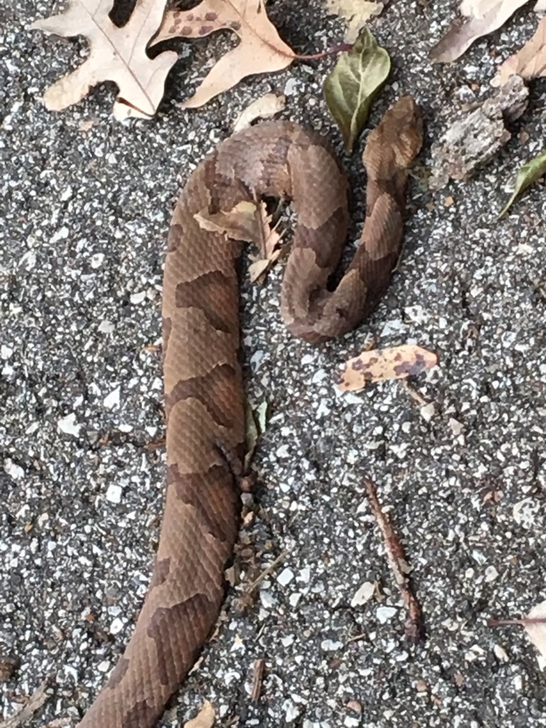 Eastern Copperhead from Melrose Woods Dr, Wildwood, MO, US on November ...