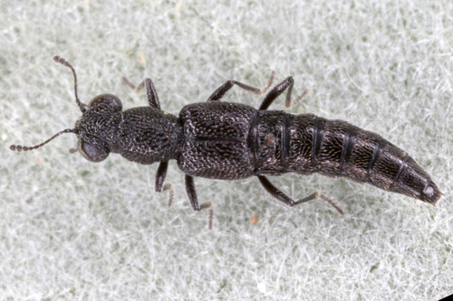 Stenus formicetorum · iNaturalist United Kingdom