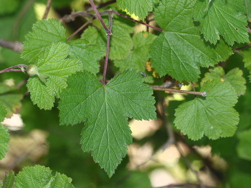 New Mexico raspberry (Rubus neomexicanus)