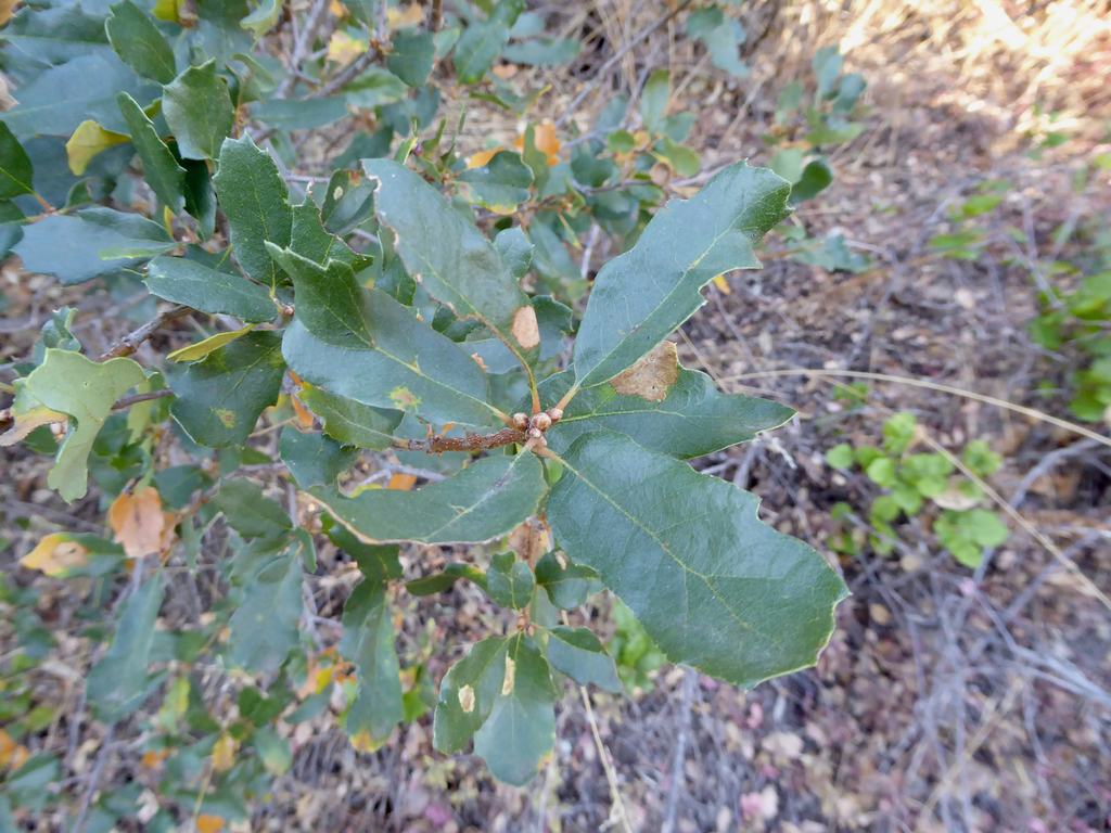 Torrey's Hybrid Oak from Lake Henshaw, San Diego, California, United ...