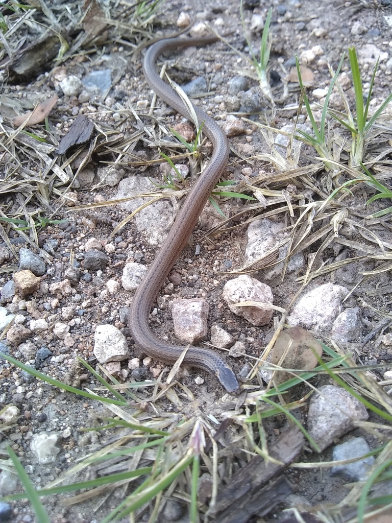 Pacific Coast Centipede Snake from Temixco, MX-MR, MX on November 14 ...
