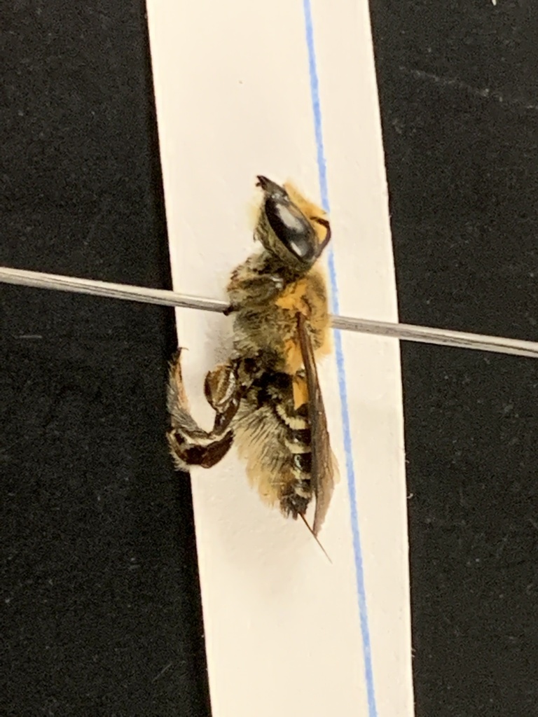 Mason, Leafcutter, Carder, and Resin Bees from University of Guam ...