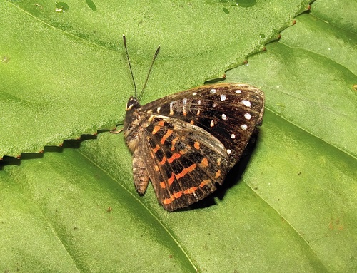Napaea merula · iNaturalist Ecuador