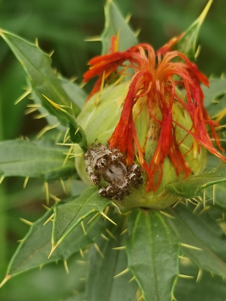 Spiky Field Spider from Bela-Bela Local Municipality, South Africa on ...