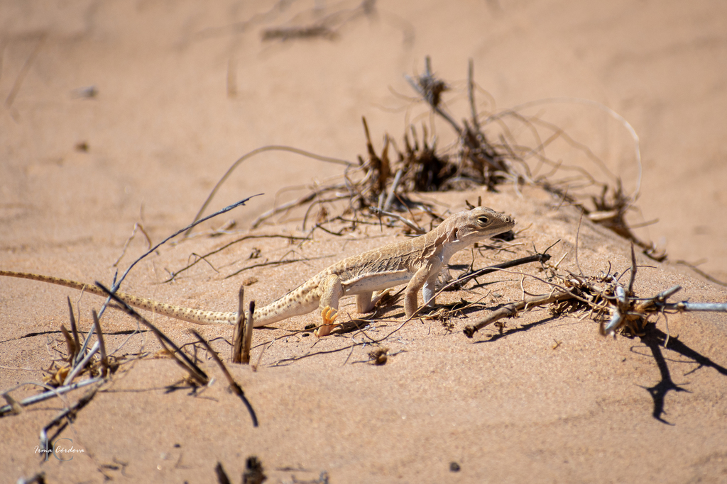 Long-nosed Leopard Lizard from San Luis Río Colorado, Sonora, Mexico on ...
