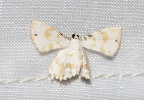 Epiplema ruptaria · NaturaLista Colombia