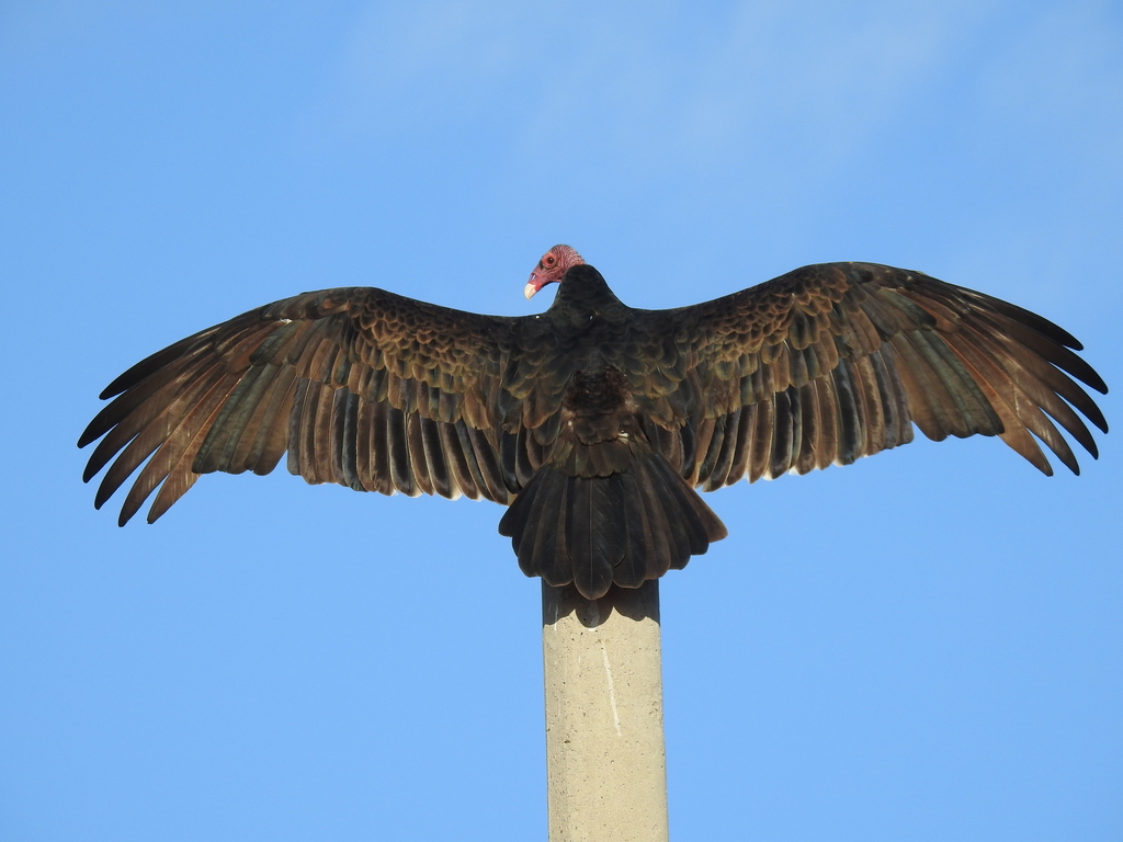 Western Turkey Vulture from Culiacán, Sin., México on November 21, 2019 ...