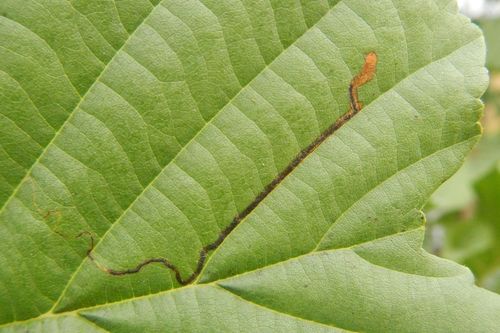 White-barred Alder Pigmy (Stigmella glutinosae) · iNaturalist