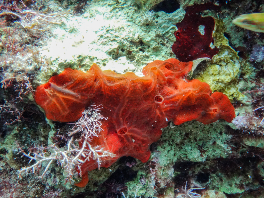 Oyster Sponge from Milina 370 13, Greece on August 9, 2015 at 05:00 PM ...