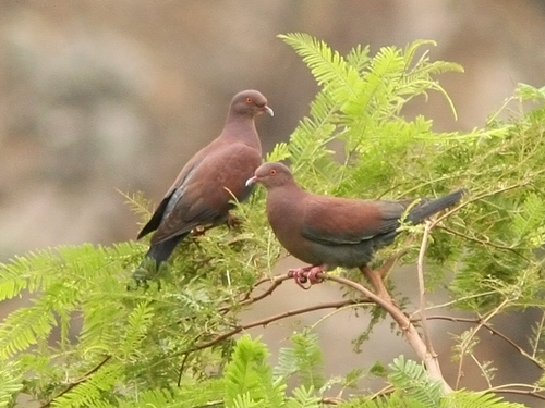 Paloma Peruana (Patagioenas oenops) · iNaturalist Ecuador