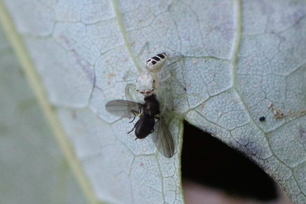 Flies from Johnson City, TN, US on September 11, 2025 at 01:44 AM by ...