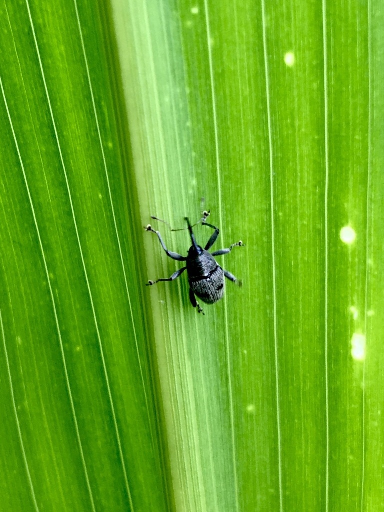 Geraeus senilis from Villa Corona, JAL, MX on July 30, 2018 at 10:54 AM ...