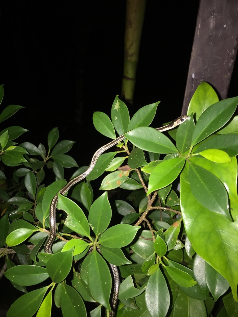 Malayan Bridal Snake from Khlong Sok, Amphoe Phanom, Provincia di Surat ...