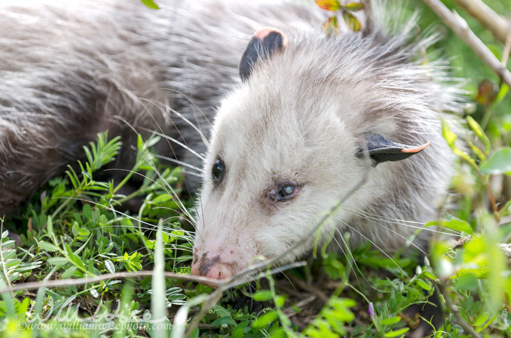 Virginia Opossum from Walton County, GA, USA on March 28, 2017 at 03:09 ...