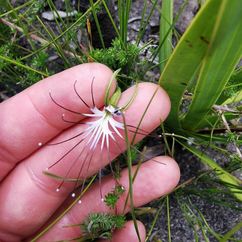 Club Spider Orchid from George on November 21, 2019 by Nicola Hanekom ...