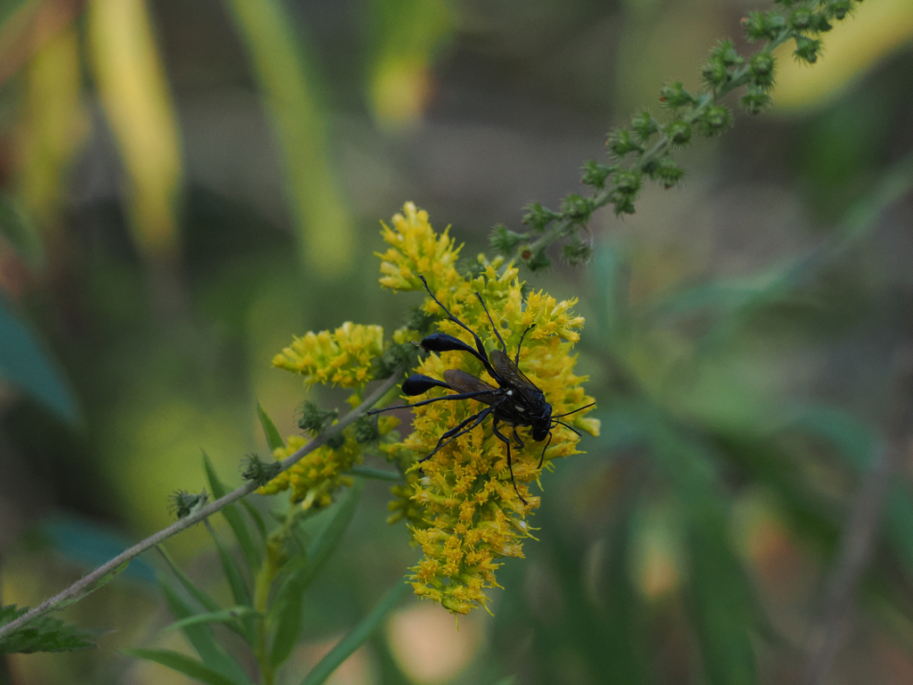 Gold-marked Thread-waisted Wasp from Sundown Trail, Athens, OH, US on ...