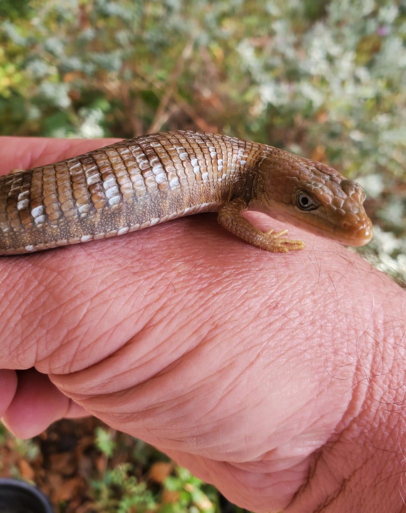 Texas Alligator Lizard from Uvalde, TX 78801, USA on November 22, 2019 ...