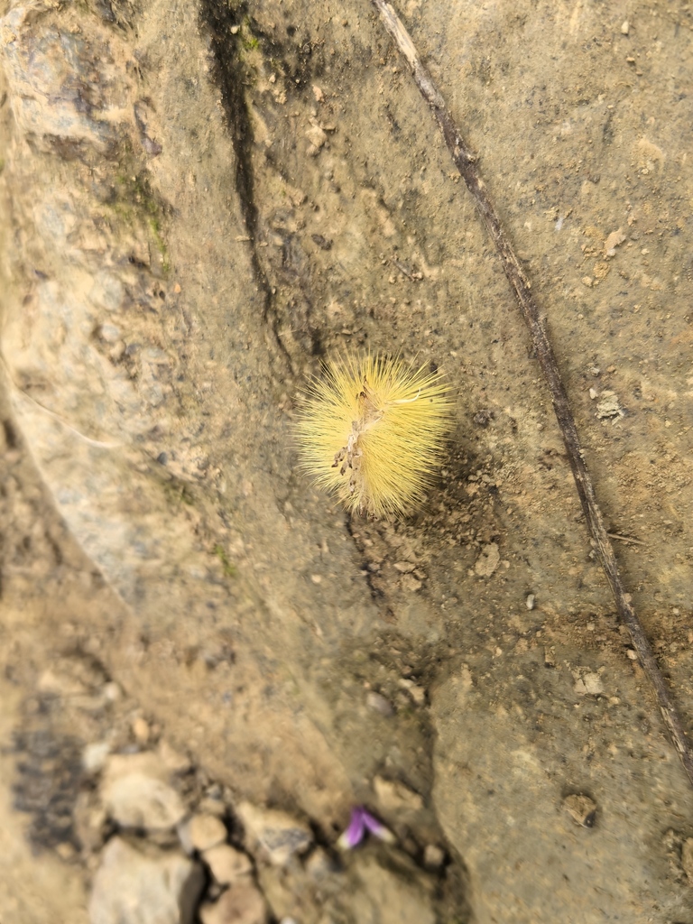 Calliteara from 中国北京市石景山区 on September 13, 2025 at 12:52 PM by 寒月米狼 ...