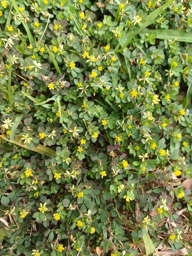 Lesser hop trefoil from Fernkloof Gardens on September 12, 2025 at 04: ...