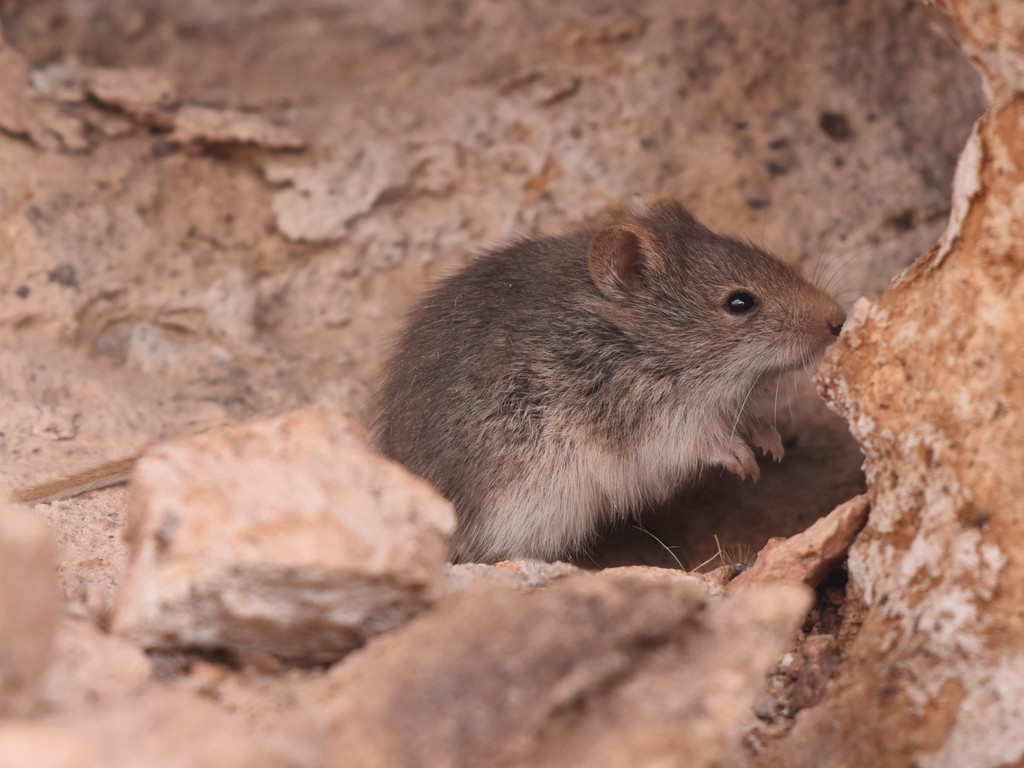 White-bellied Grass Mouse from Tamarugal, Tarapacá, Chile on April 21 ...
