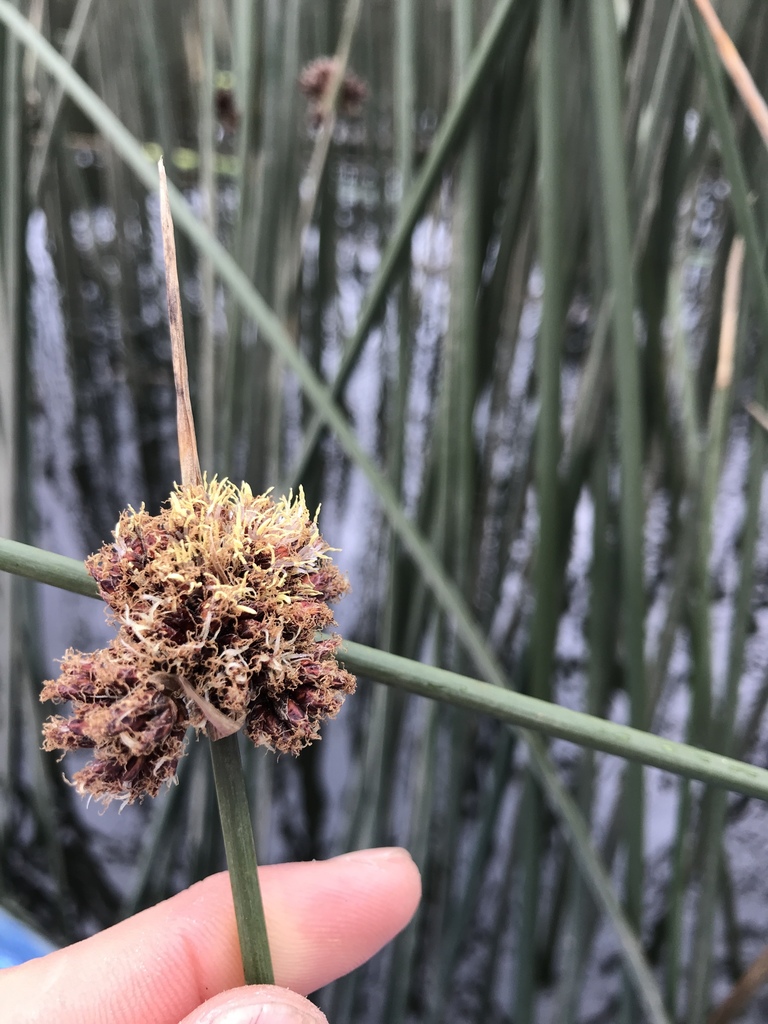California bulrush from Fundo Teja Norte, Valdivia, Los Ríos, CL on ...